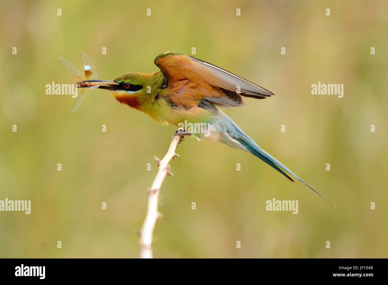 beautiful blue tailed bee eater (Merops philippinus) possing Stock ...