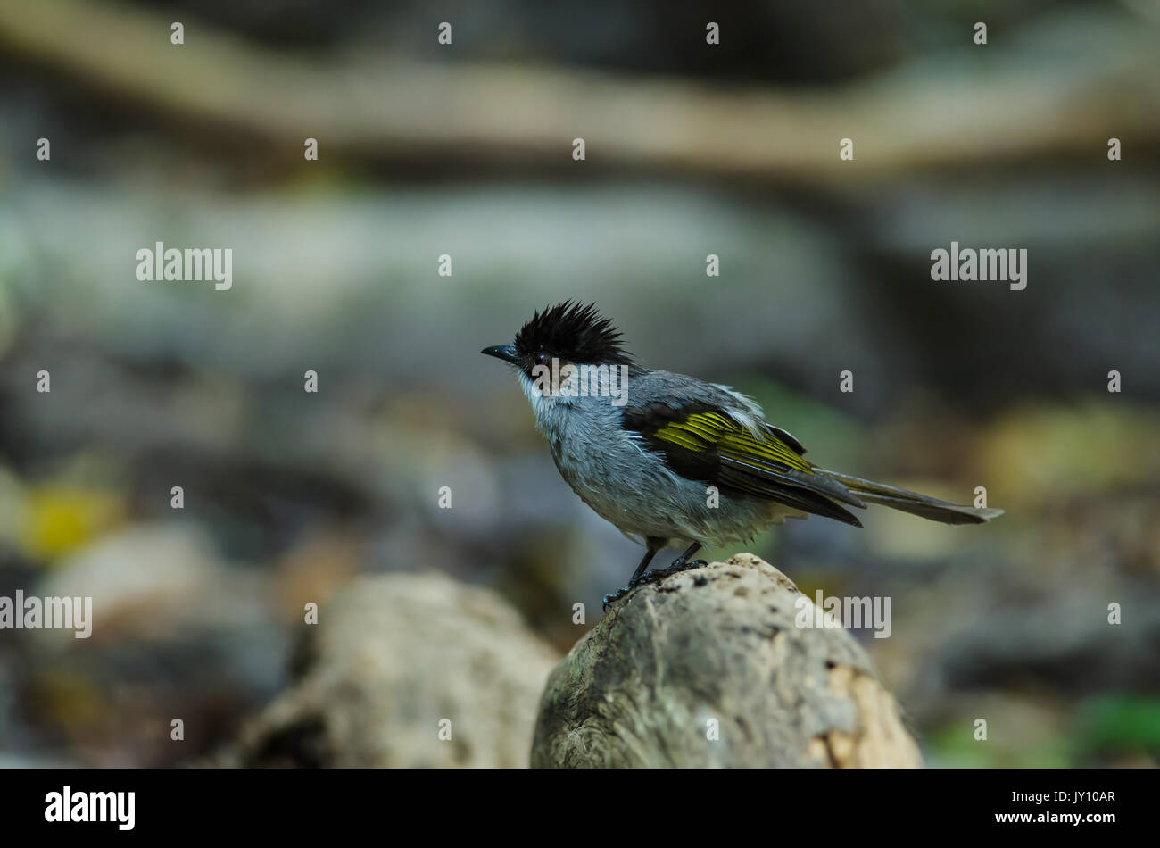 Nimal wildlife hi-res stock photography and images - Alamy