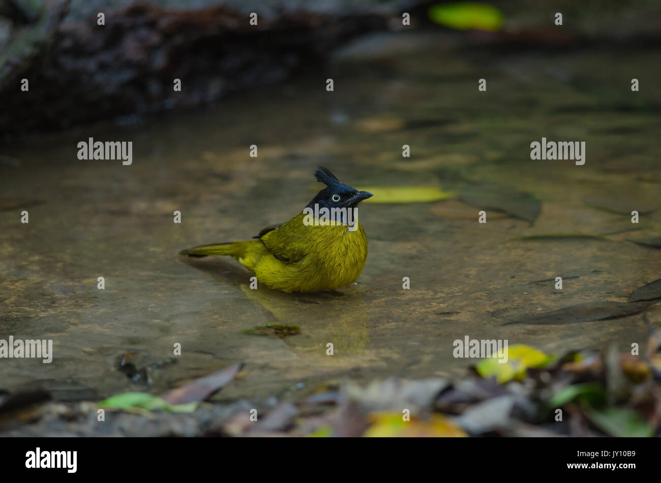 Beautiful bird Black-crested Bulbul , Pycnonotus melanicterus in forest ...