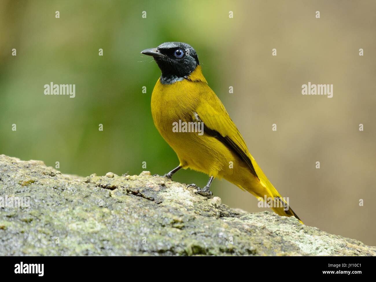 beautiful Black-headed Bulbull(Pycnonotus atriceps) in Thai forest ...