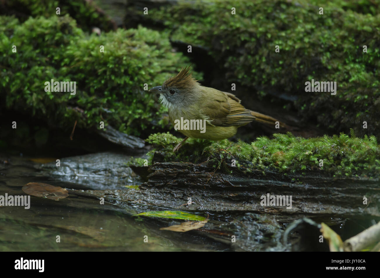 Bul bul bird hi-res stock photography and images - Alamy