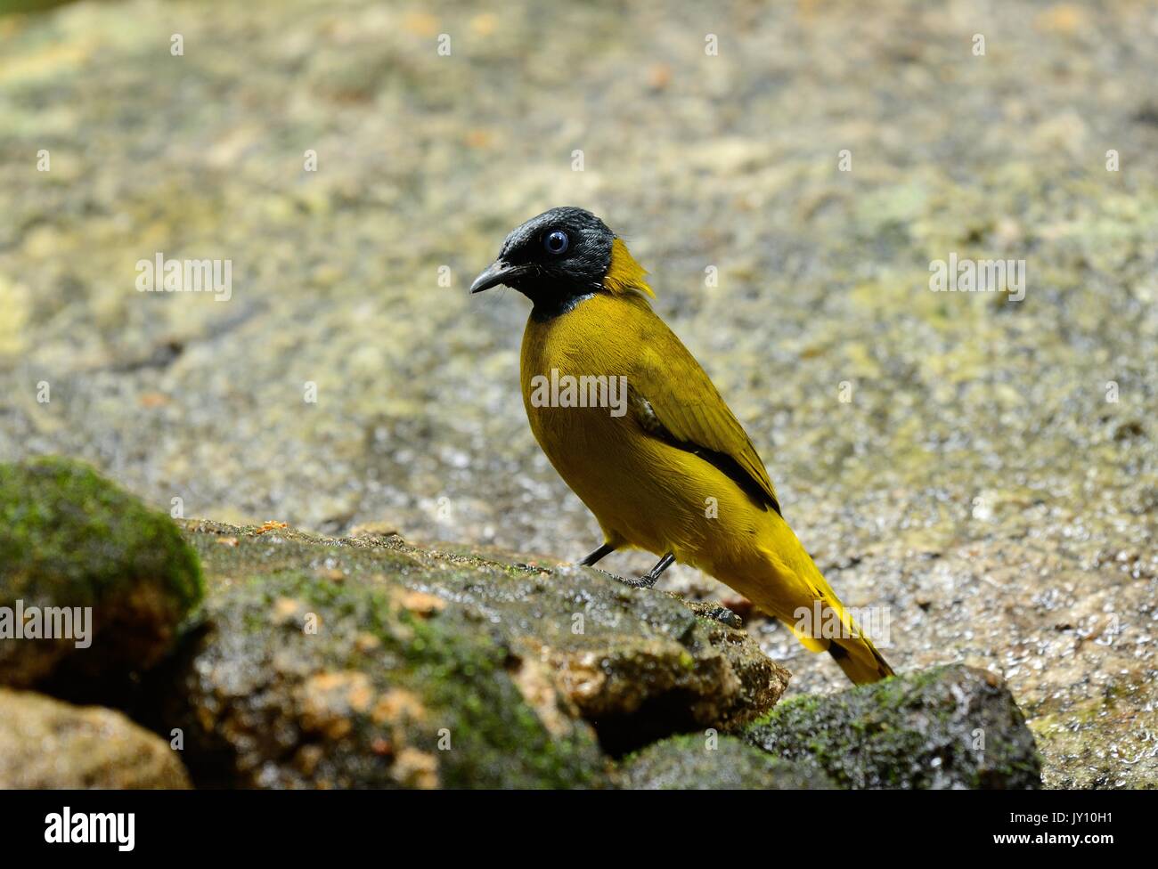 beautiful Black-headed Bulbull(Pycnonotus atriceps) in Thai forest ...