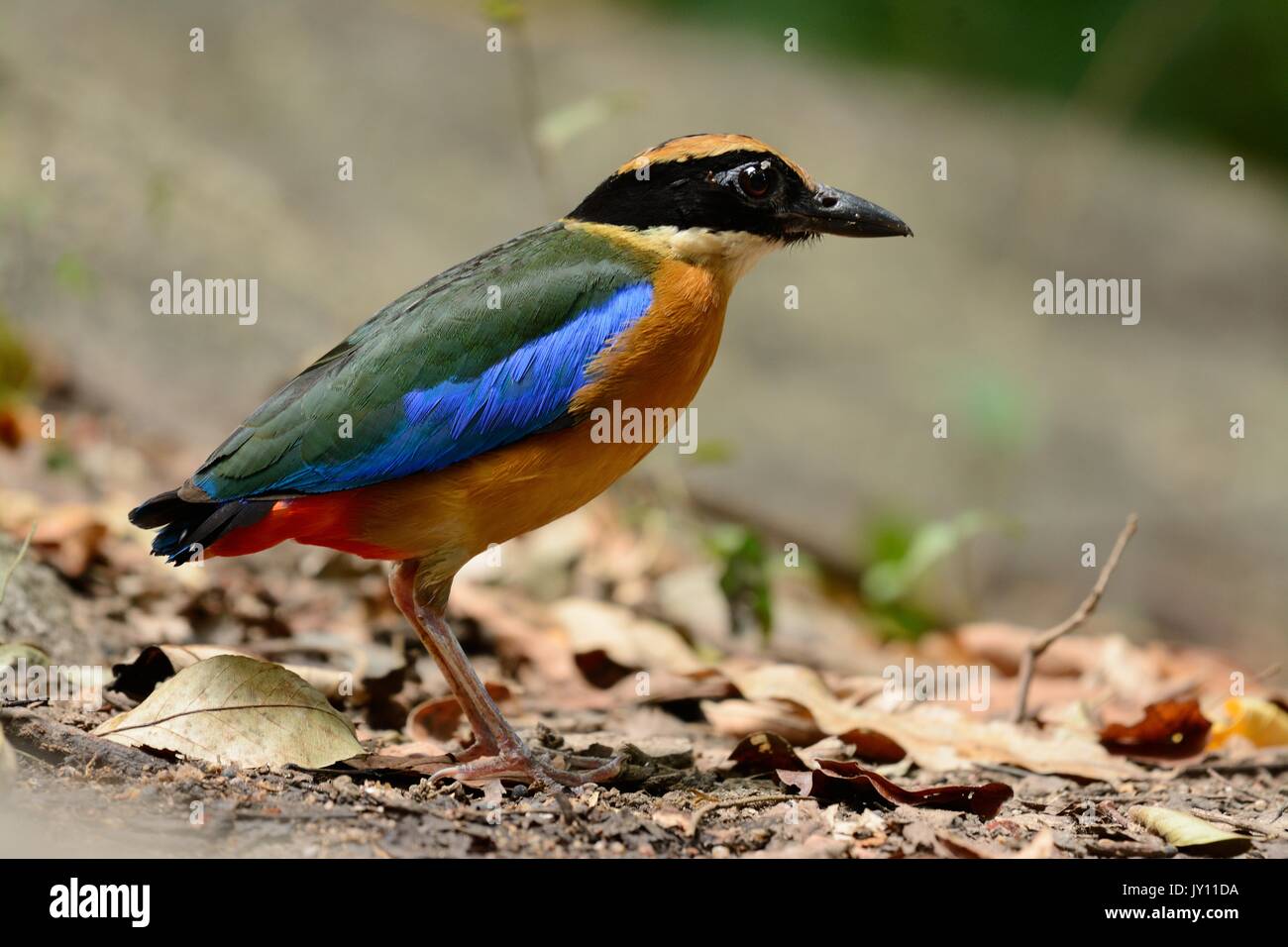 beautiful Blue-winged Pitta(Pitta moluccensis) inThai forest Stock ...