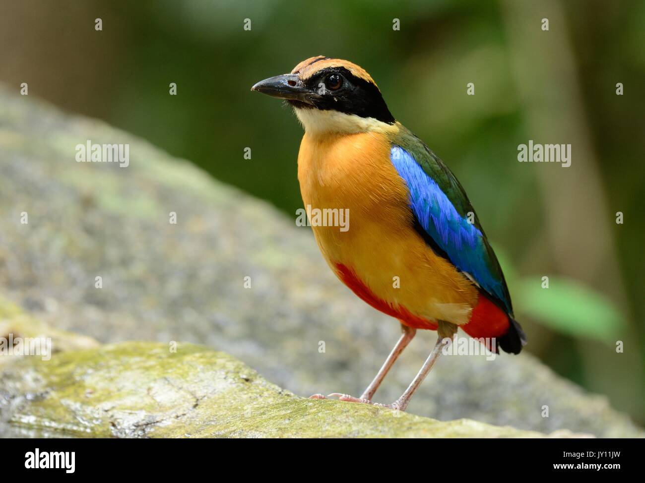 beautiful Blue-winged Pitta(Pitta moluccensis) inThai forest Stock ...