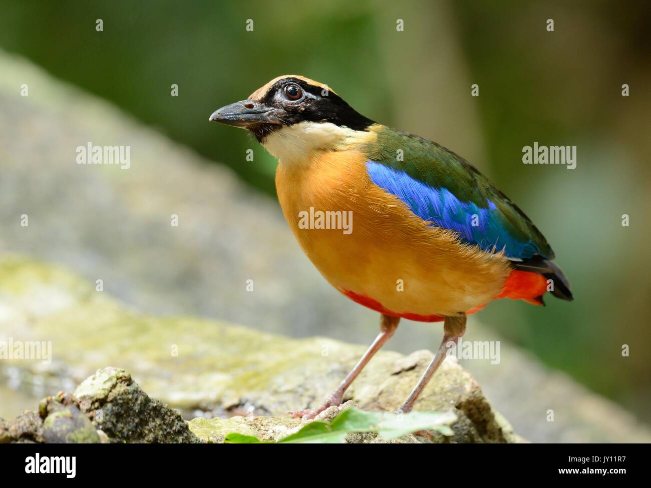 beautiful Blue-winged Pitta(Pitta moluccensis) inThai forest Stock ...