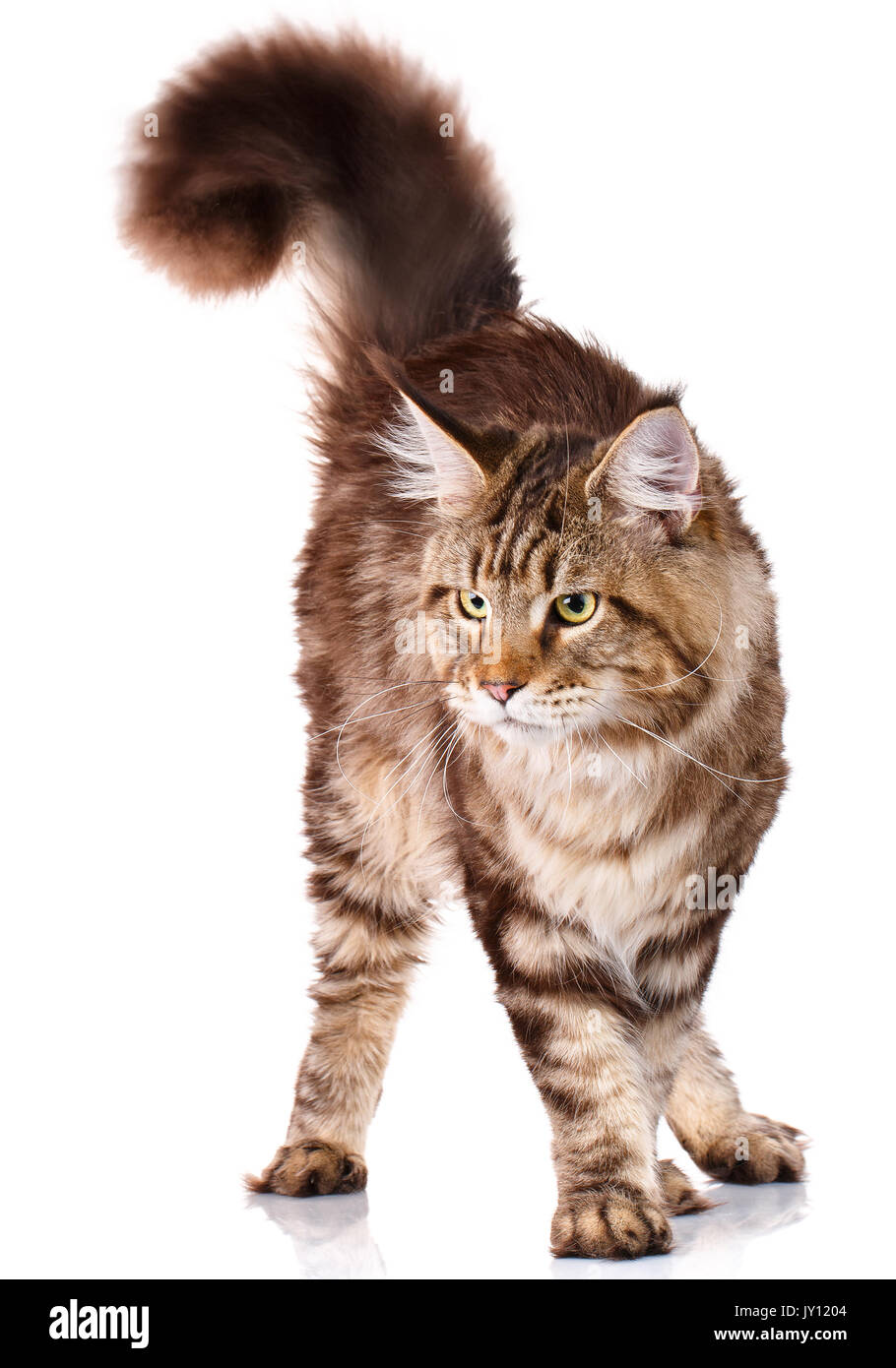 brown Maine Coon cat standing with a raised tail up on a white ...