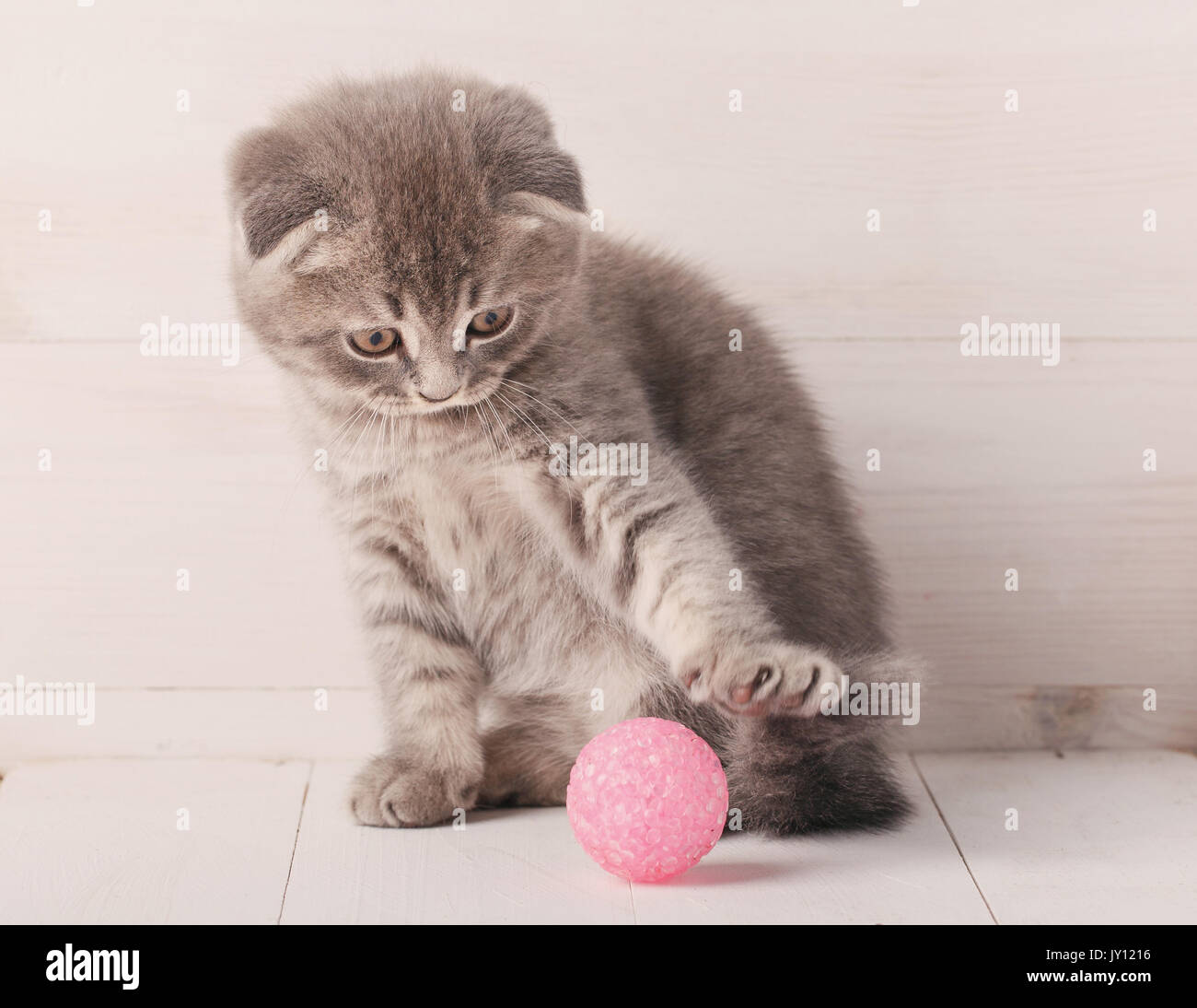 Gray striped kitten Scottish Fold is played with a pink ball, looks at ...
