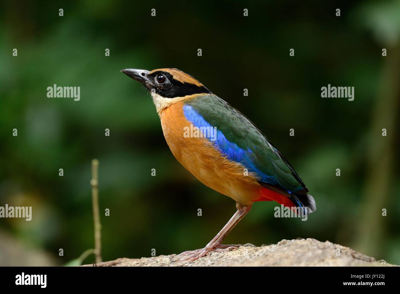 beautiful Blue-winged Pitta(Pitta moluccensis) inThai forest Stock ...