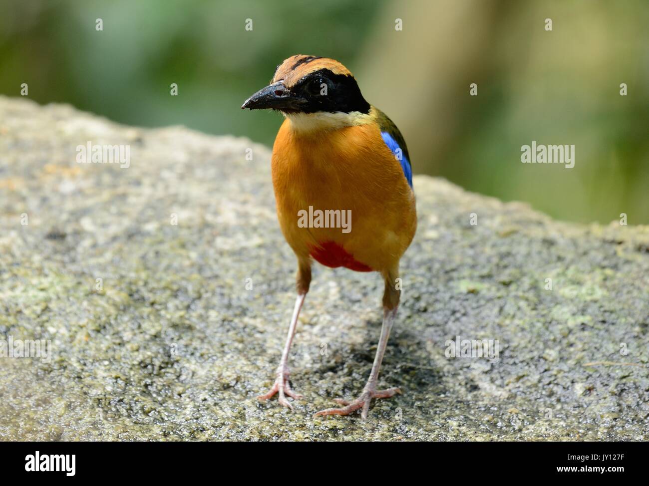 beautiful Blue-winged Pitta(Pitta moluccensis) inThai forest Stock ...