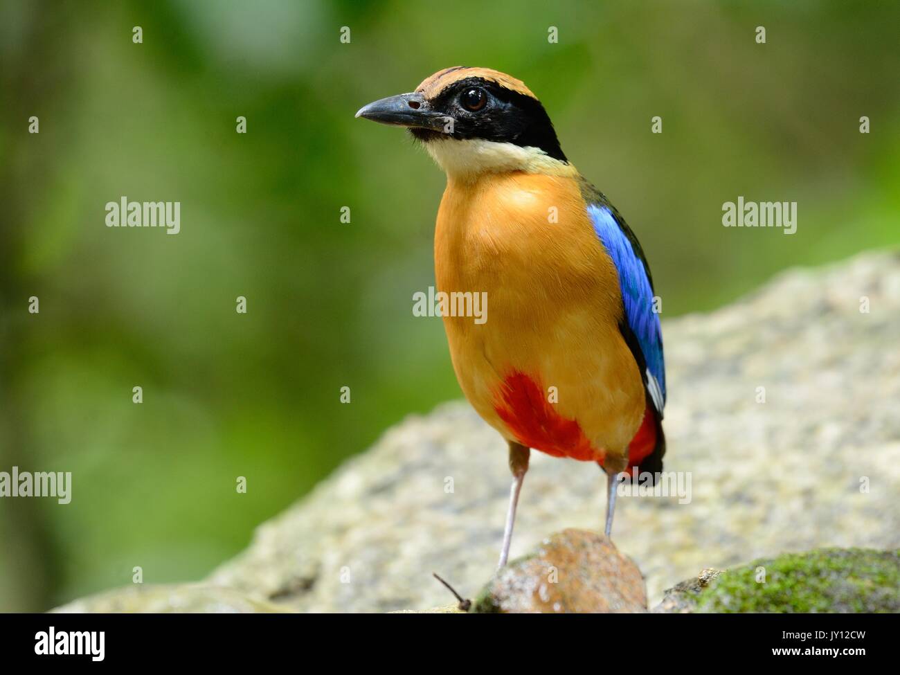 beautiful Blue-winged Pitta(Pitta moluccensis) inThai forest Stock ...