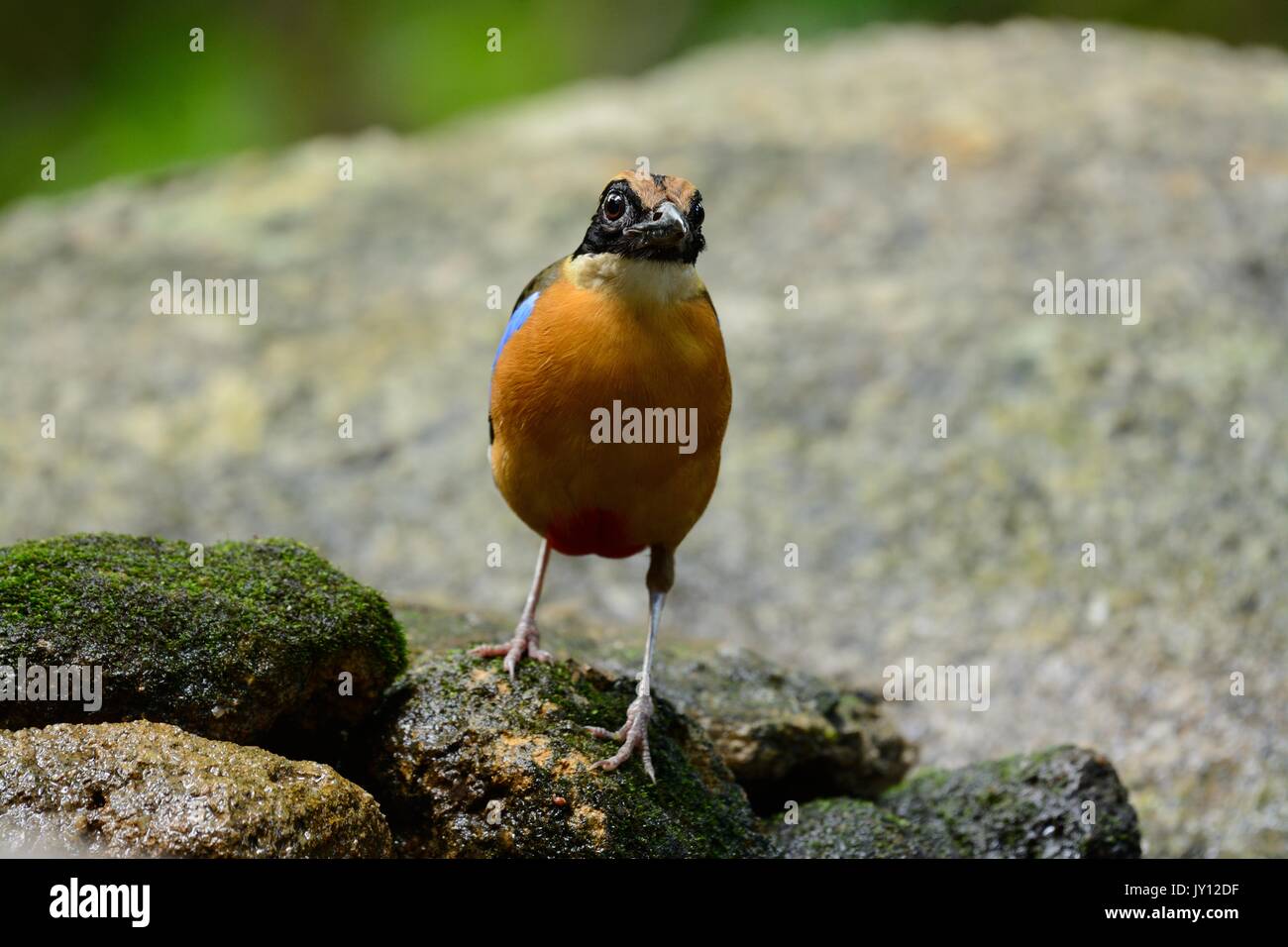 beautiful Blue-winged Pitta(Pitta moluccensis) inThai forest Stock ...