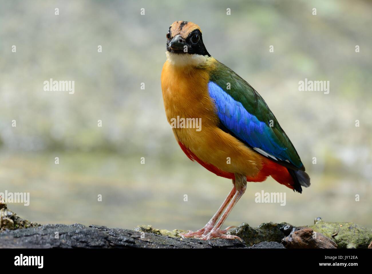 beautiful Blue-winged Pitta(Pitta moluccensis) inThai forest Stock ...