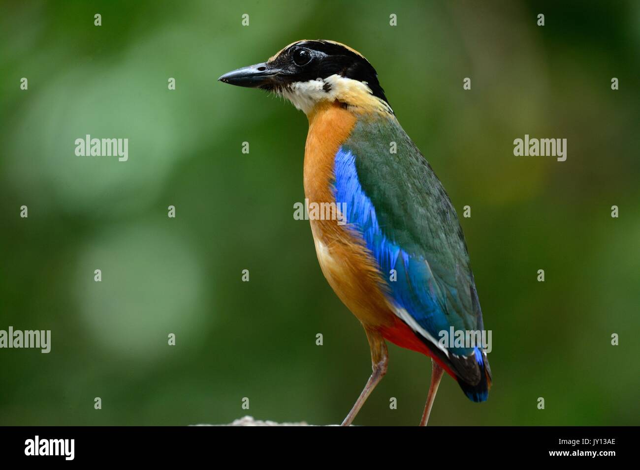 beautiful Blue-winged Pitta(Pitta moluccensis) inThai forest Stock ...