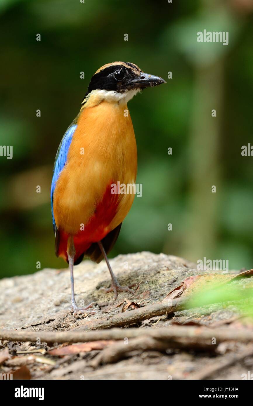 beautiful Blue-winged Pitta(Pitta moluccensis) inThai forest Stock ...