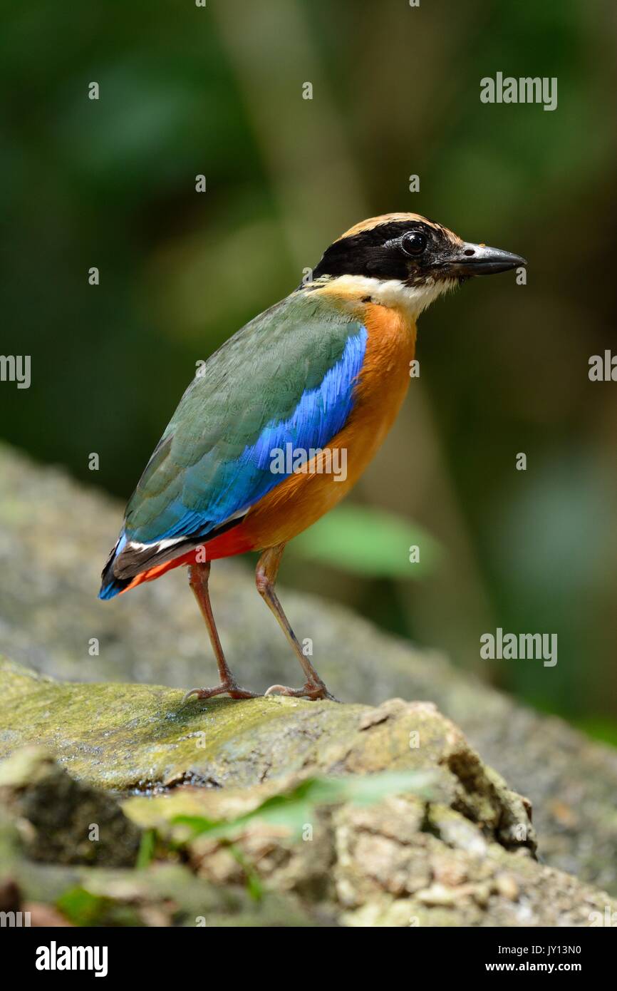 beautiful Blue-winged Pitta(Pitta moluccensis) inThai forest Stock ...