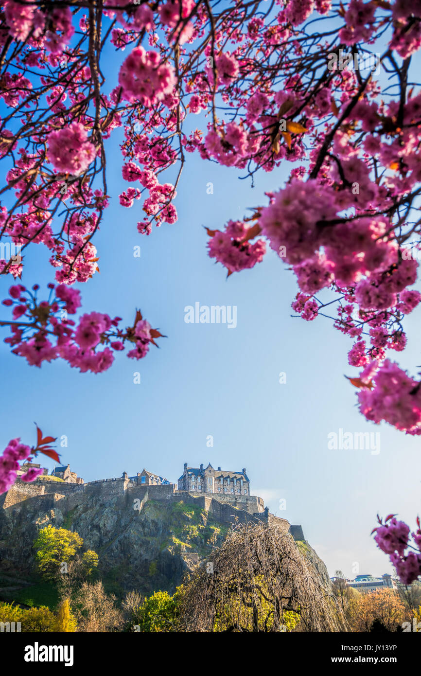 Edinburgh castle with spring tree in Scotland Stock Photo - Alamy