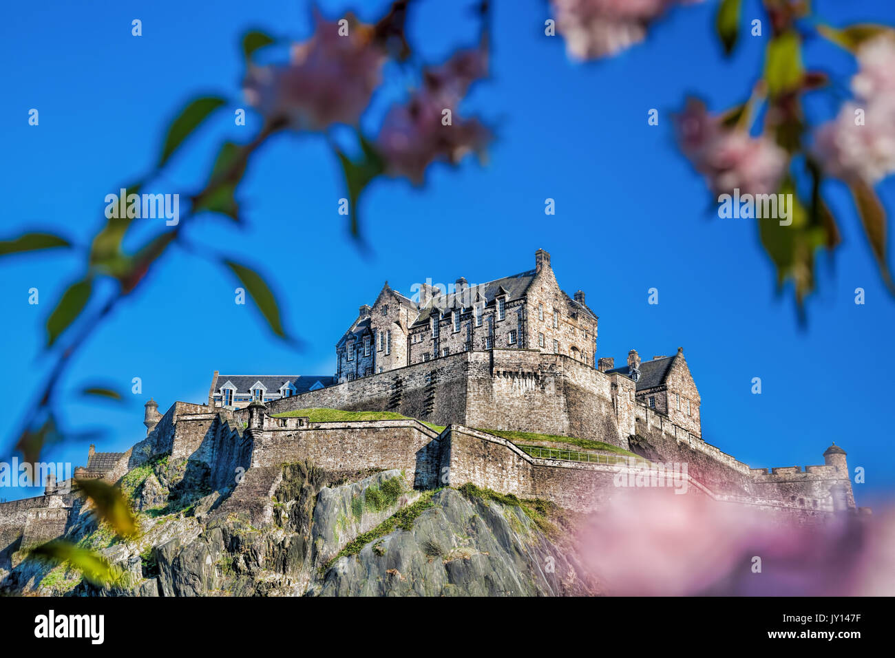 Edinburgh castle with spring tree in Scotland Stock Photo - Alamy