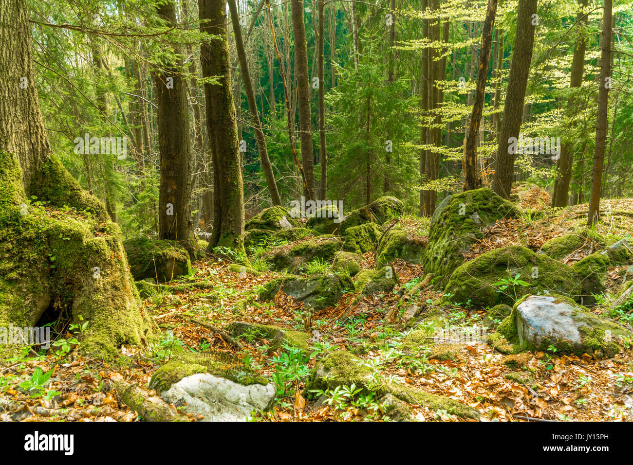 Forest with rocks covered with moss Stock Photo - Alamy