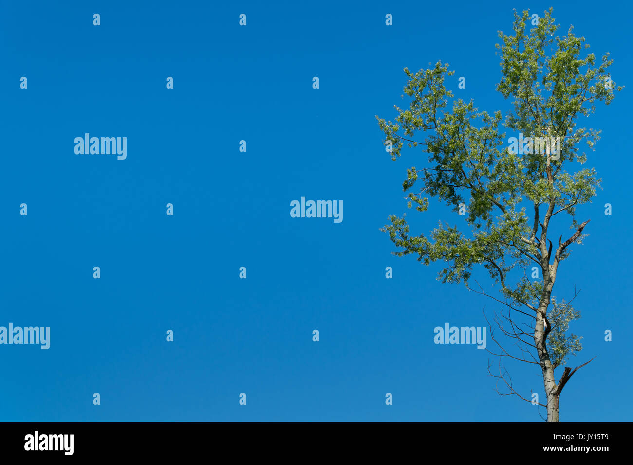Isolated birch tree Stock Photo - Alamy