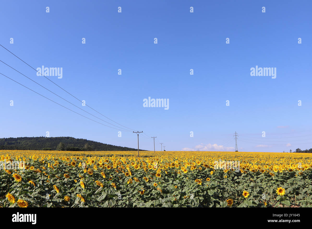 Sunny sunflower field hi-res stock photography and images - Alamy