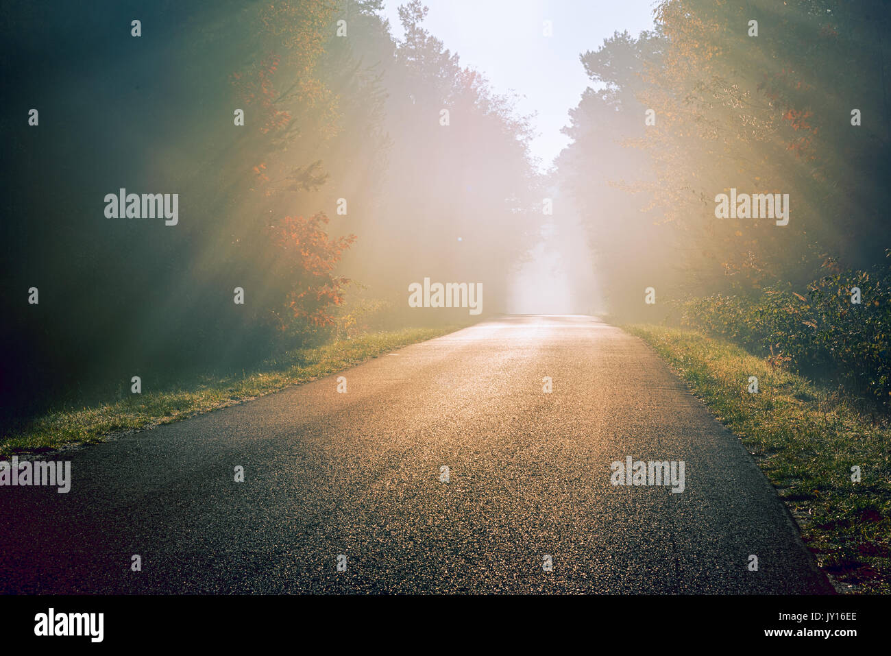 Beam of sun light comming though trees on empty road Stock Photo - Alamy