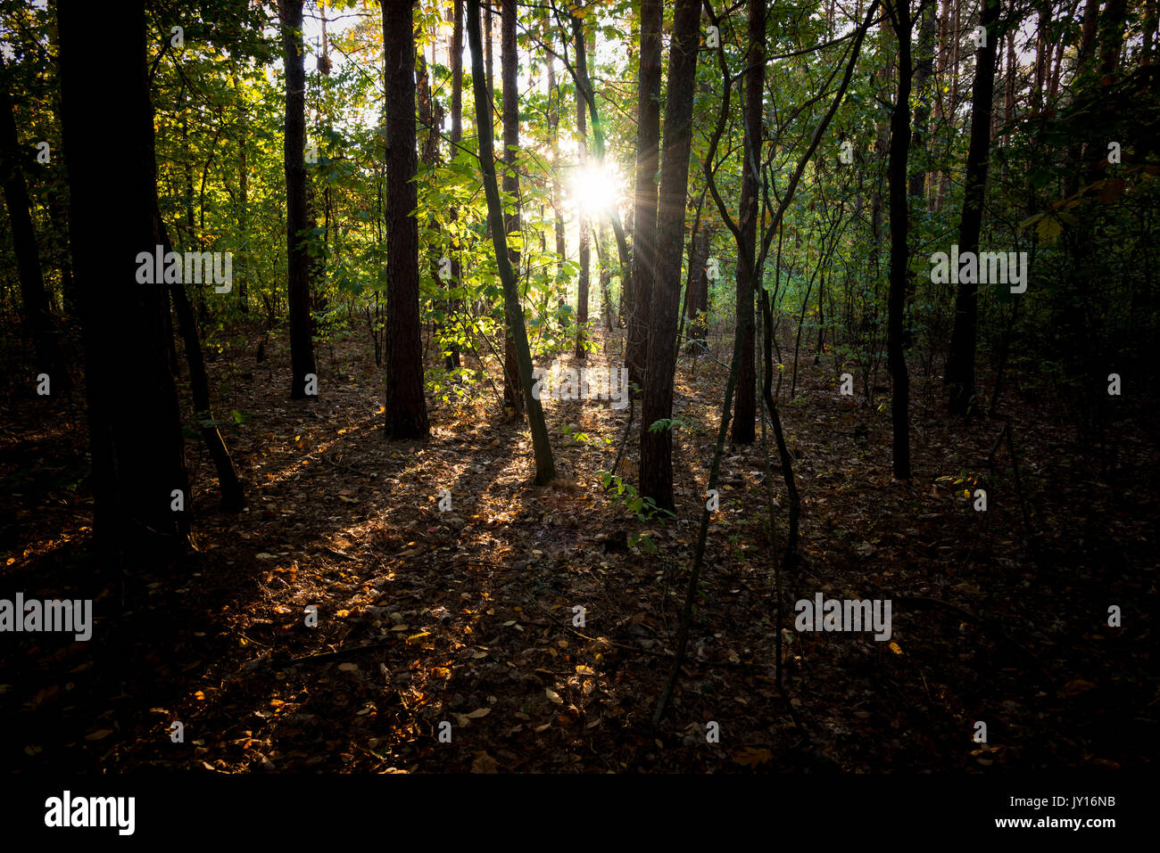 Beams of sun shining between trees in forrest Stock Photo - Alamy