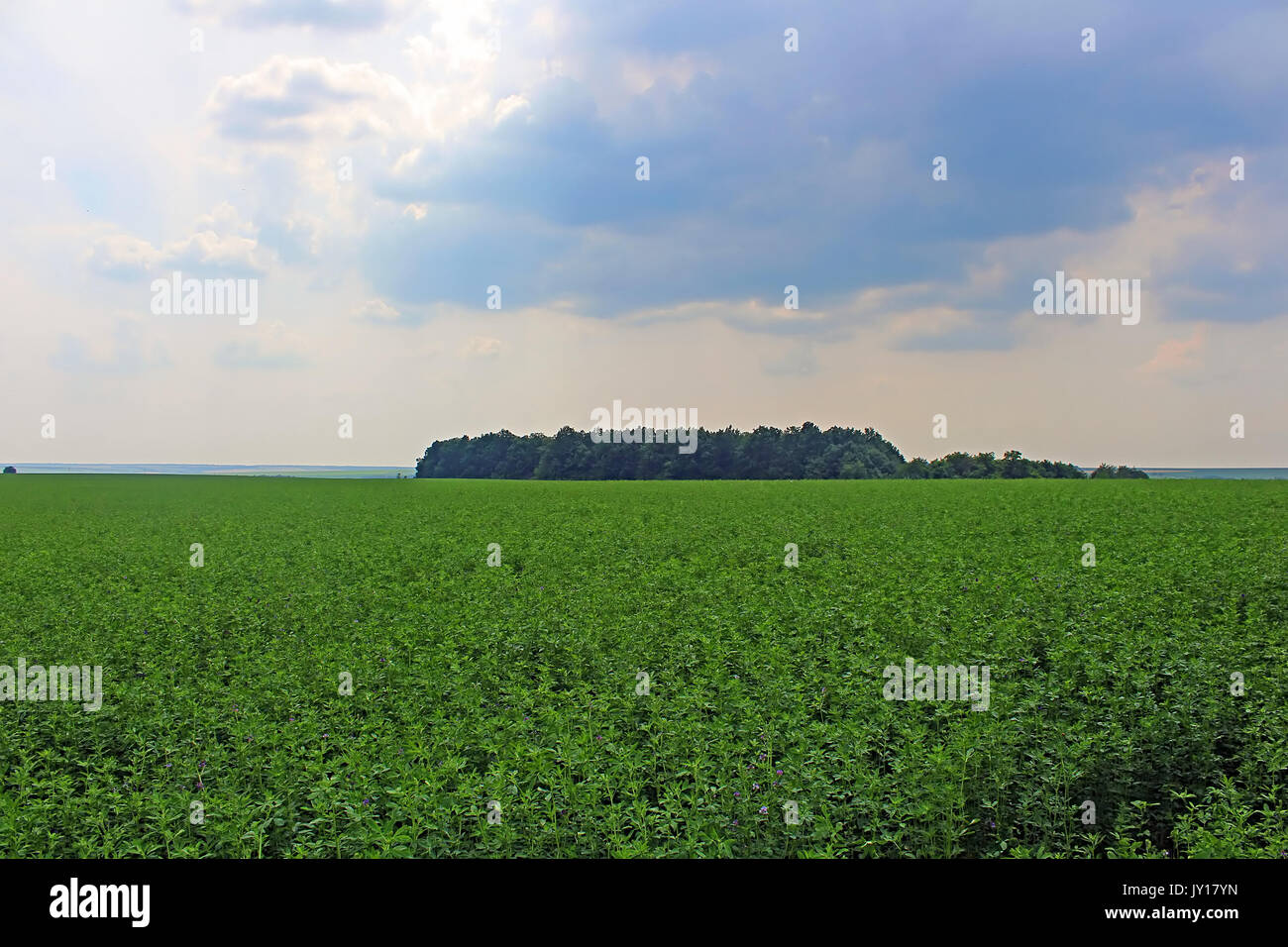 View of green lucerne field under blue sky Stock Photo - Alamy