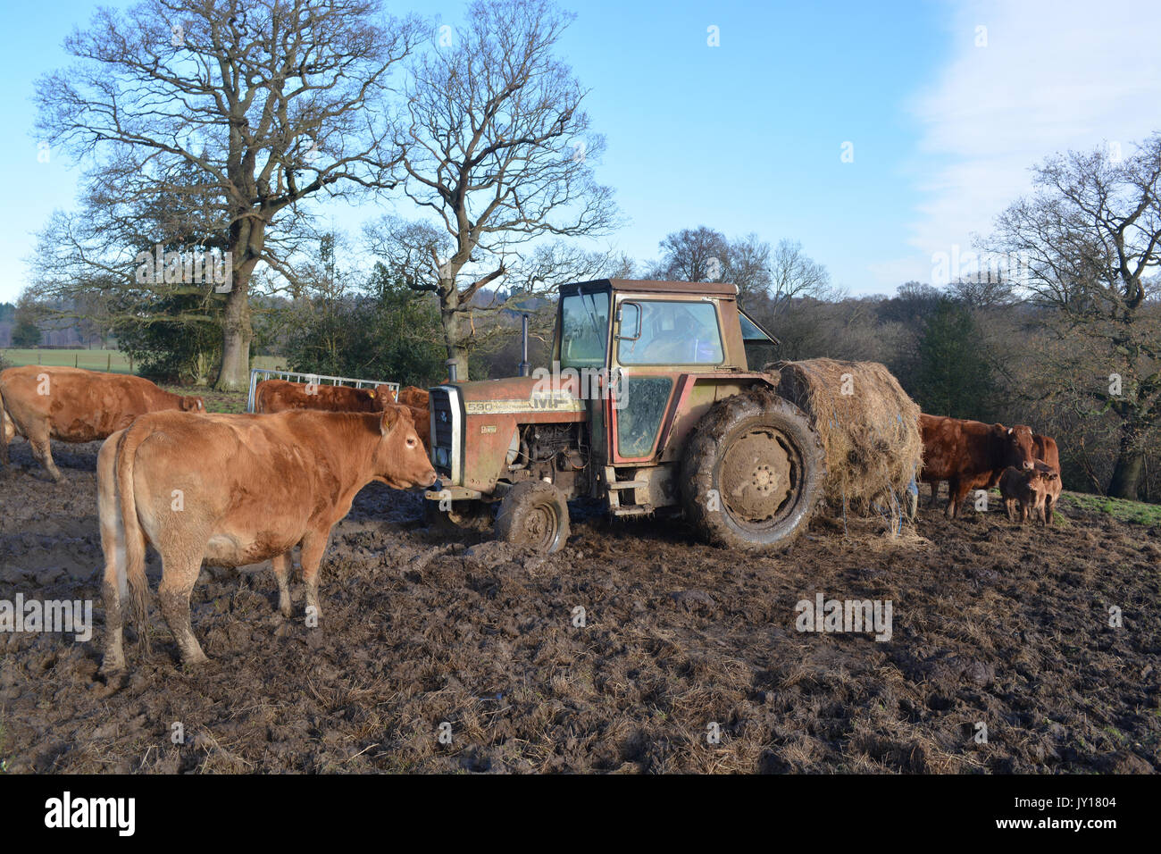 Massey Ferguson MF590 Stock Photo - Alamy