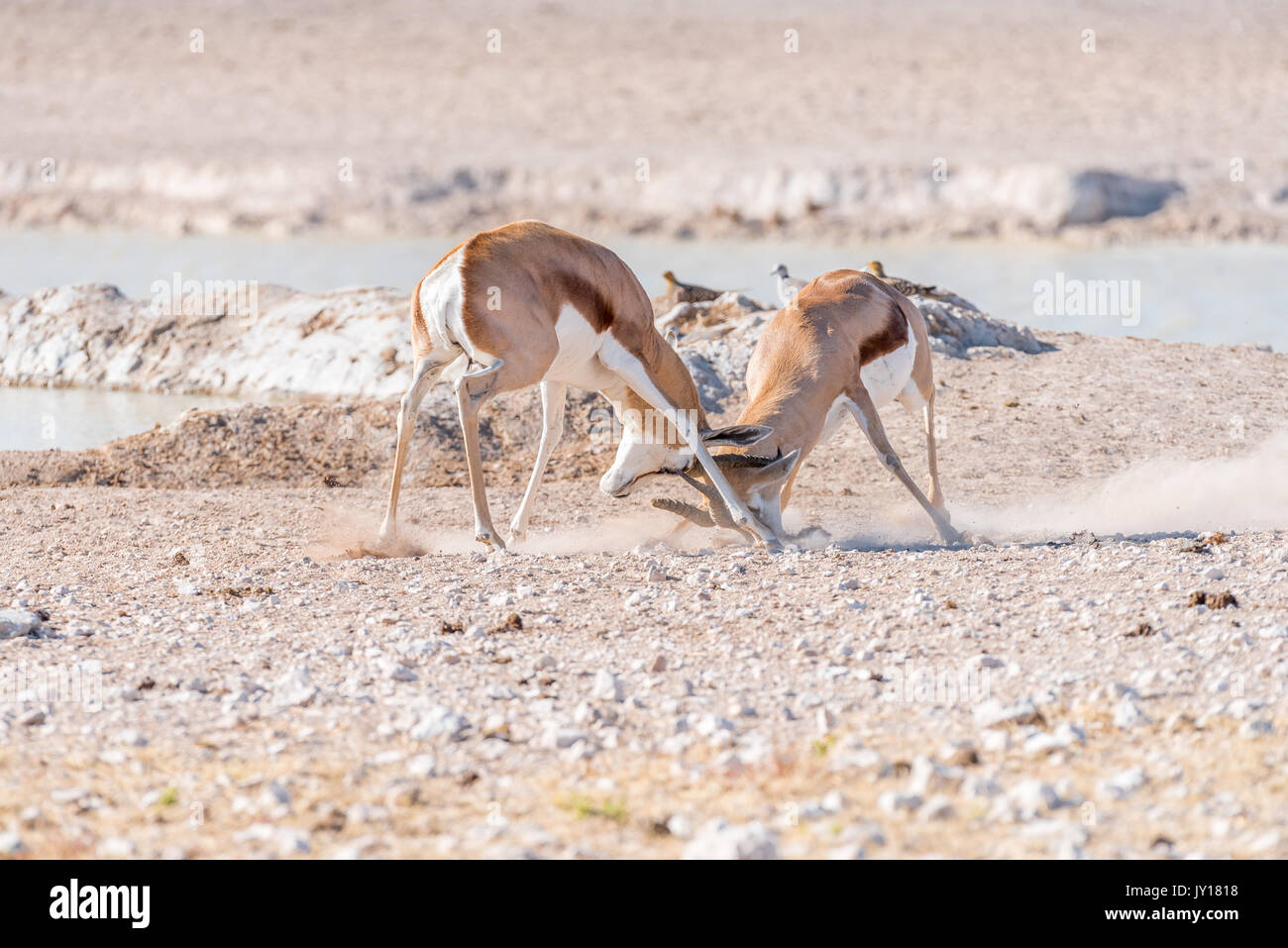 Two springbok rams, (Antidorcas marsupialis), fighting at a waterhole ...