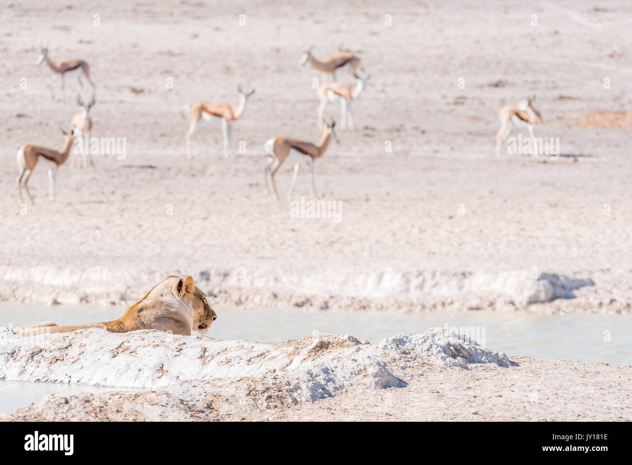 Springbok lion prey hi-res stock photography and images - Alamy