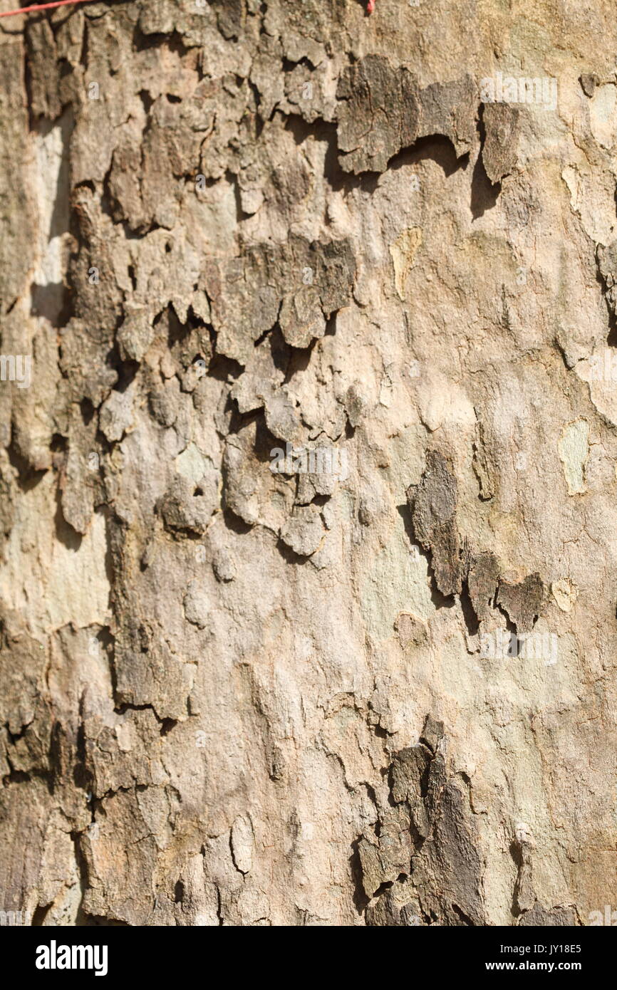 wooden bark tree texture on a tree trunk Stock Photo - Alamy