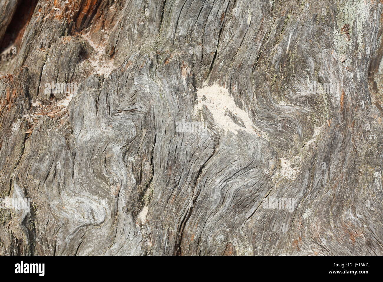 wooden tree texture on a tree trunk Stock Photo - Alamy