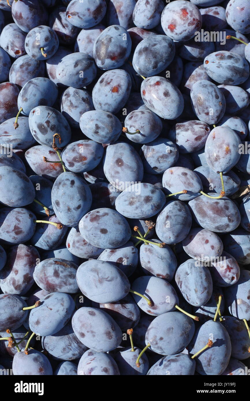 Blue plums hi-res stock photography and images - Alamy