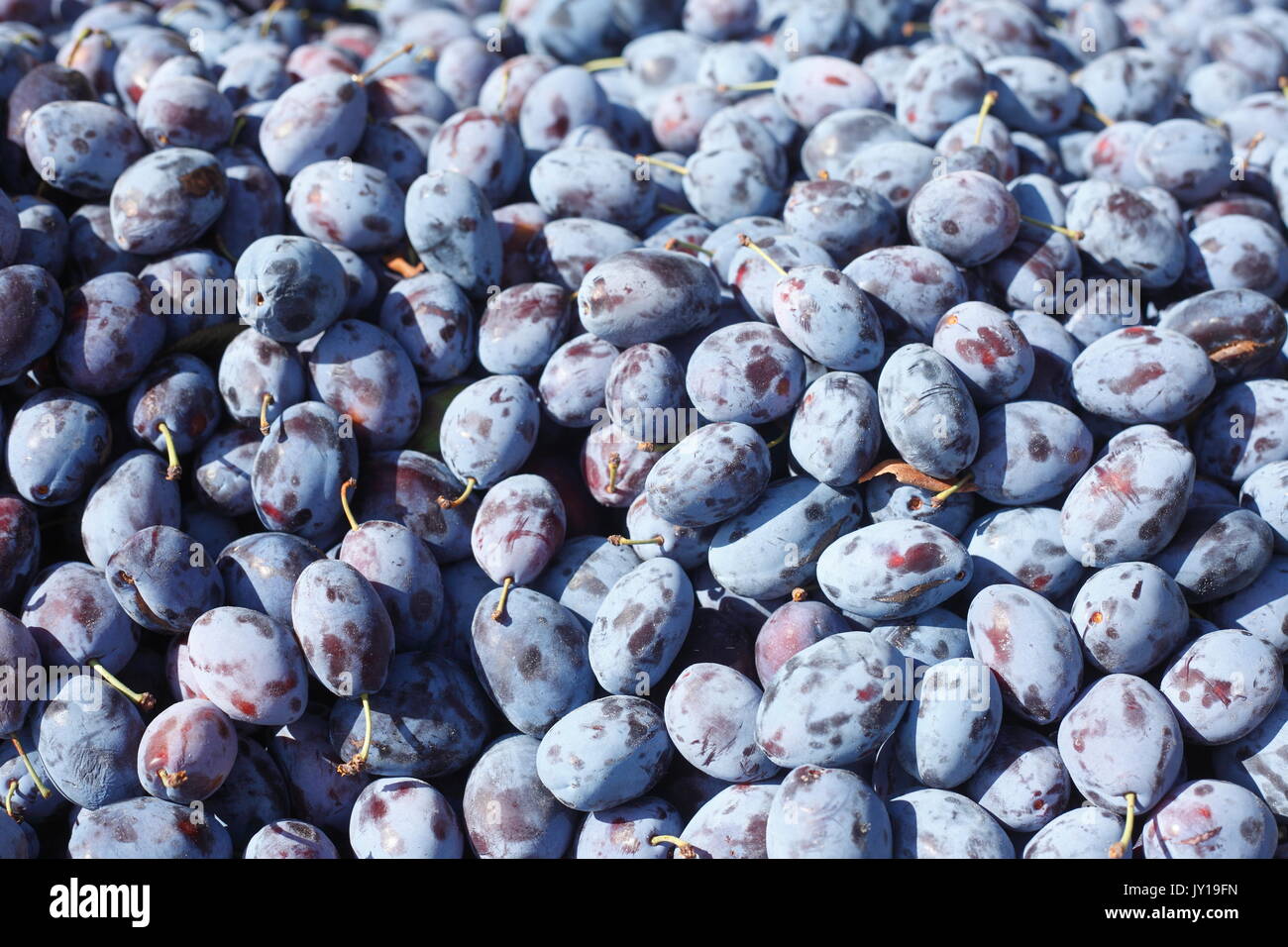 Blue plums hi-res stock photography and images - Alamy