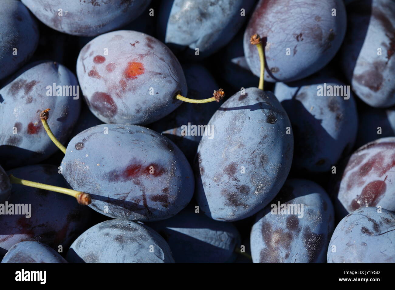 Plums fruits hi-res stock photography and images - Alamy