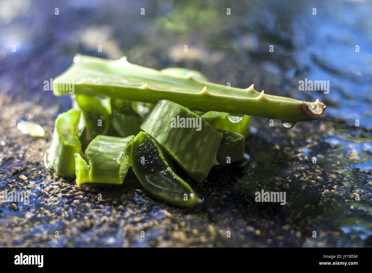 Genus aloe hi-res stock photography and images - Alamy