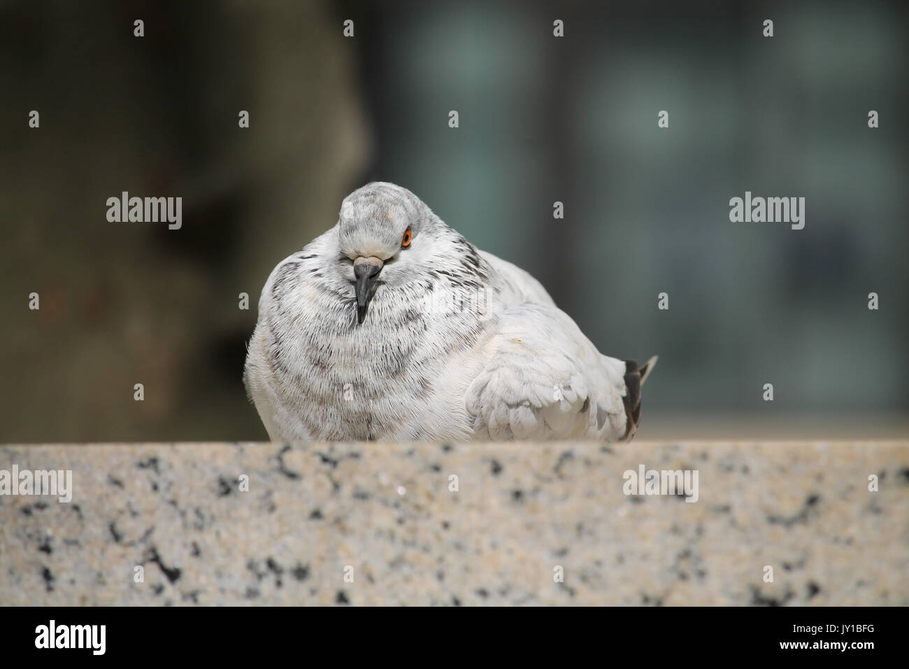 Peacful dove hi-res stock photography and images - Alamy