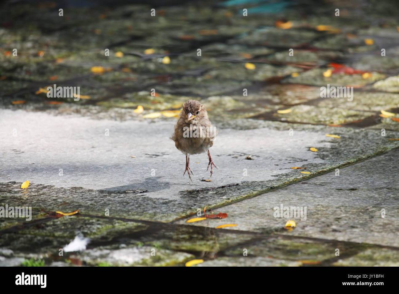 Bounding flight bird hi-res stock photography and images - Alamy