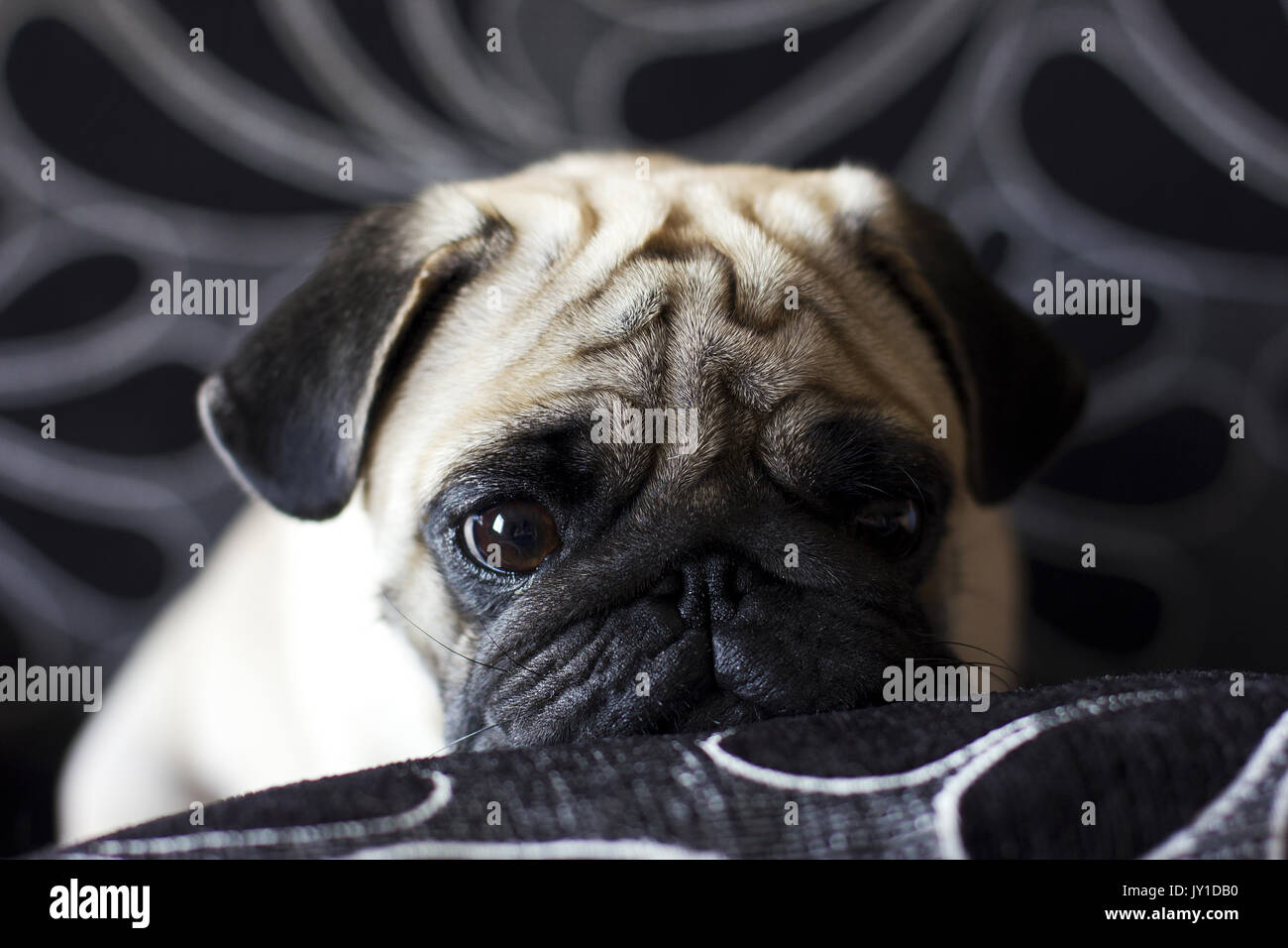 Sad puppy pug looking with big eyes Stock Photo - Alamy