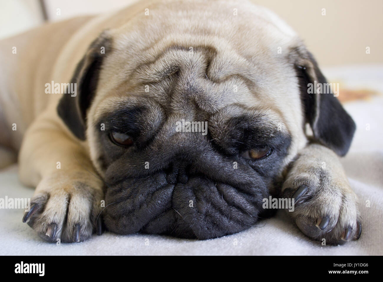 Sad puppy pug looking with big eyes Stock Photo - Alamy