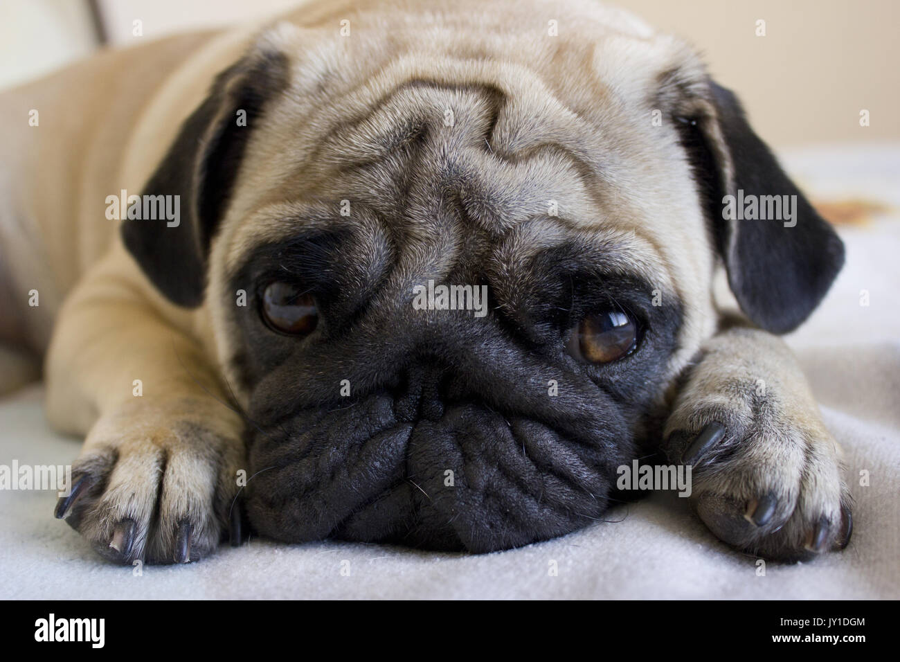 Sad puppy pug looking with big eyes Stock Photo - Alamy