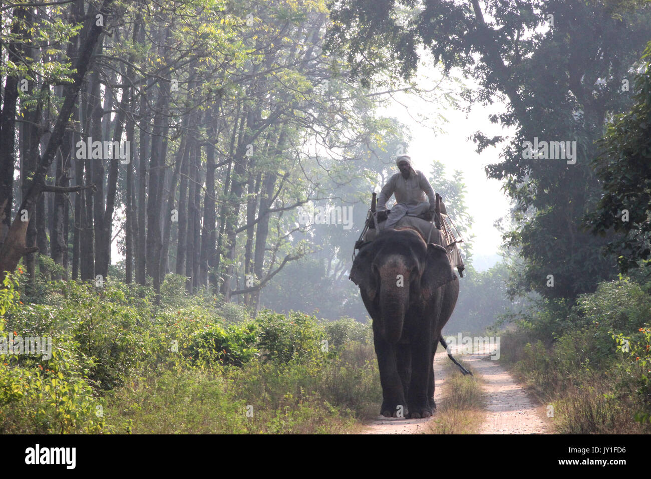 Man Riding an Elephant in India Stock Photo - Alamy