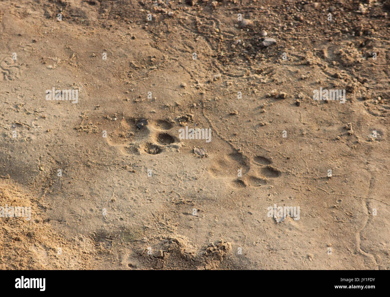 Pad prints hi-res stock photography and images - Alamy