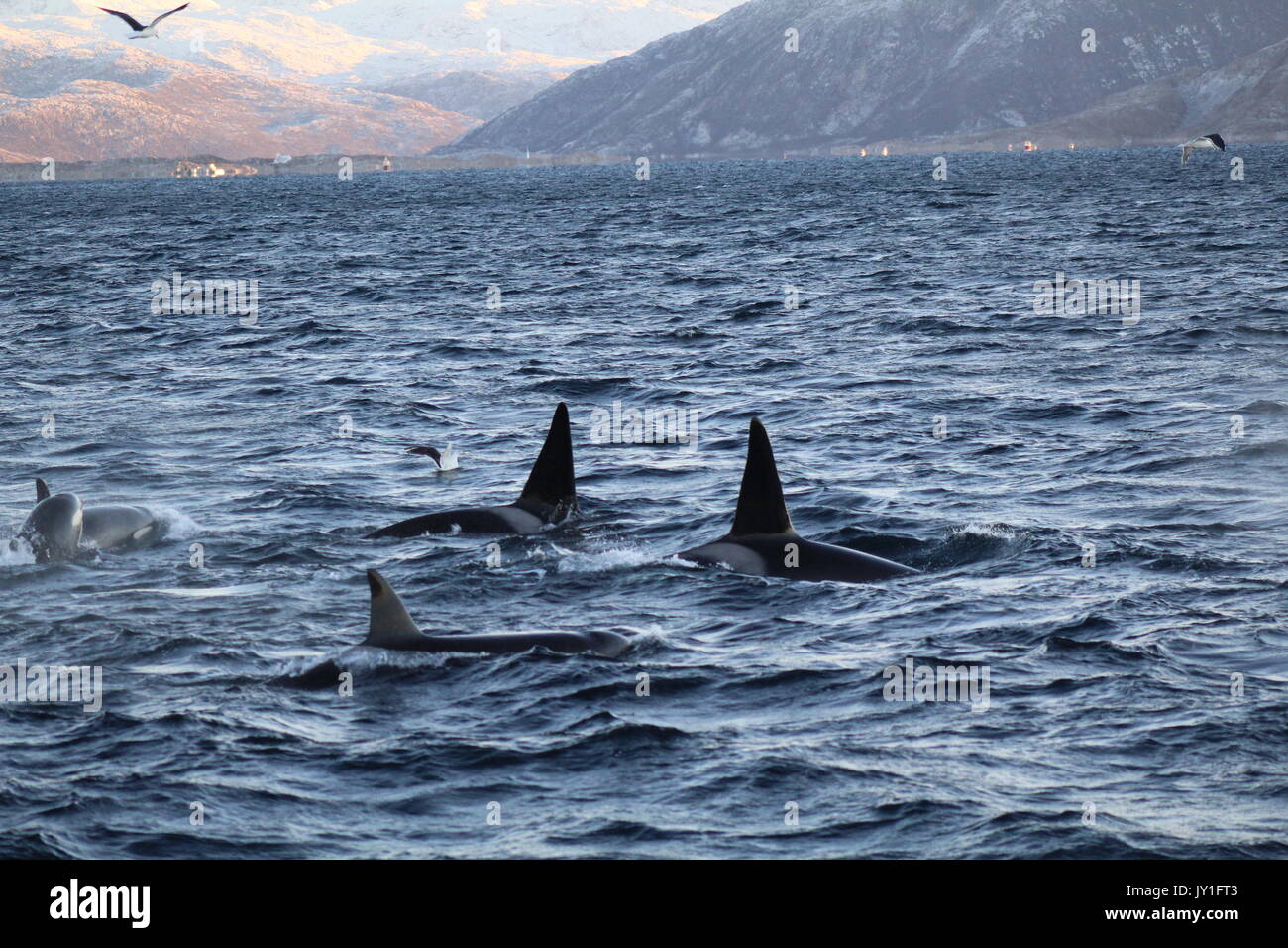 a pod of orcas feeding on the surface of a fjord in norway Stock Photo ...