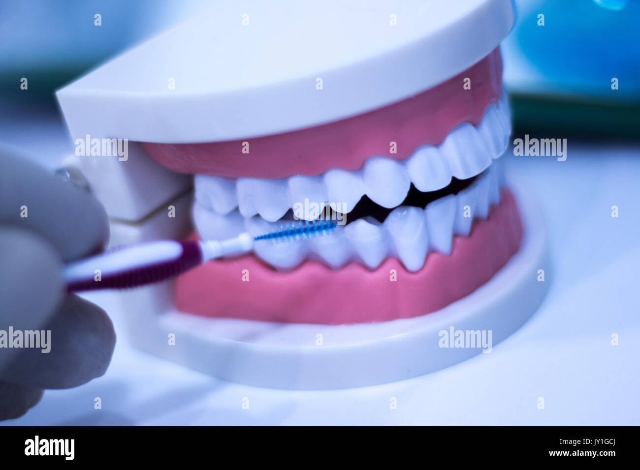 Dental teeth orthodontic dentistry teachng model with gums, tooth ...