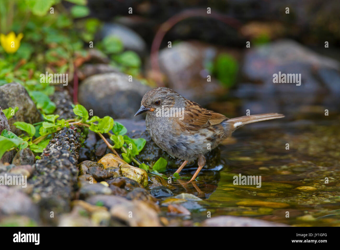 Dunnock / hedge accentor / hedge sparrow / hedge warbler (Prunella ...