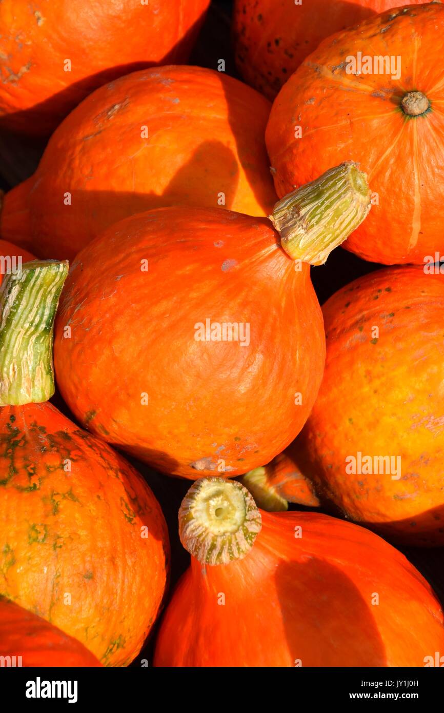 Pumkins of different colours hi-res stock photography and images - Alamy