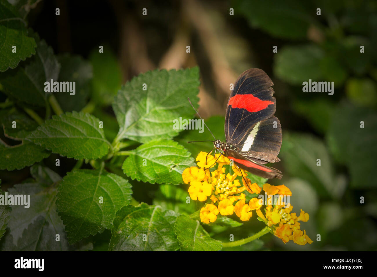 Niagara butterfly hi-res stock photography and images - Alamy
