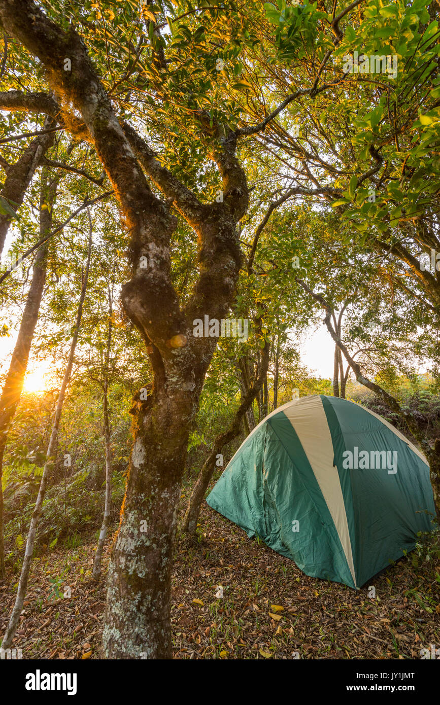 Nyanga forest hi-res stock photography and images - Alamy