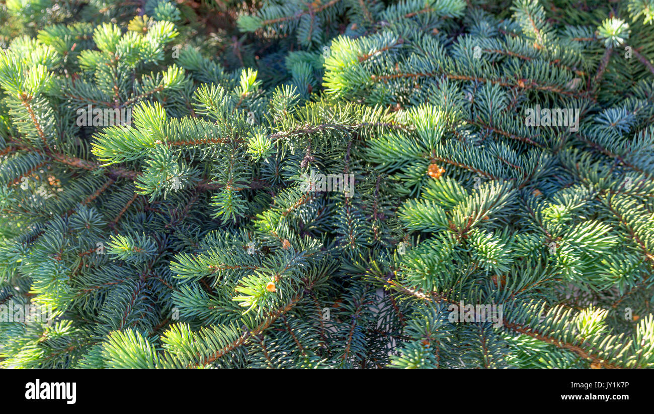 Beautiful green spruce forest hi-res stock photography and images - Alamy